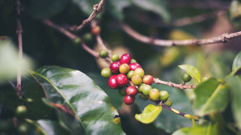 Coffee Around the World - Dataset Collection of Exquisite Images