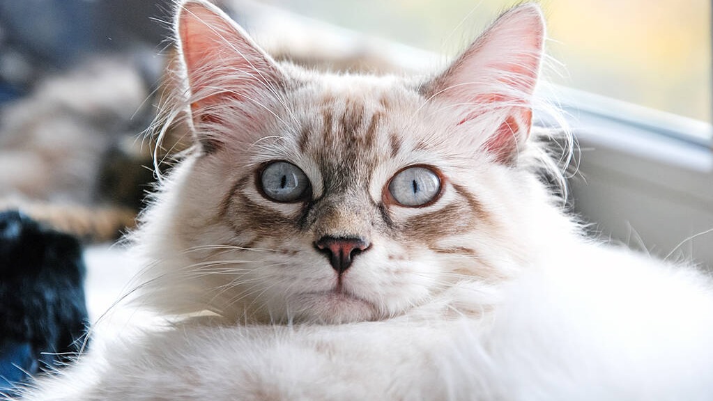 Diverse Cat Collection: High-Resolution Images for Cat Lovers