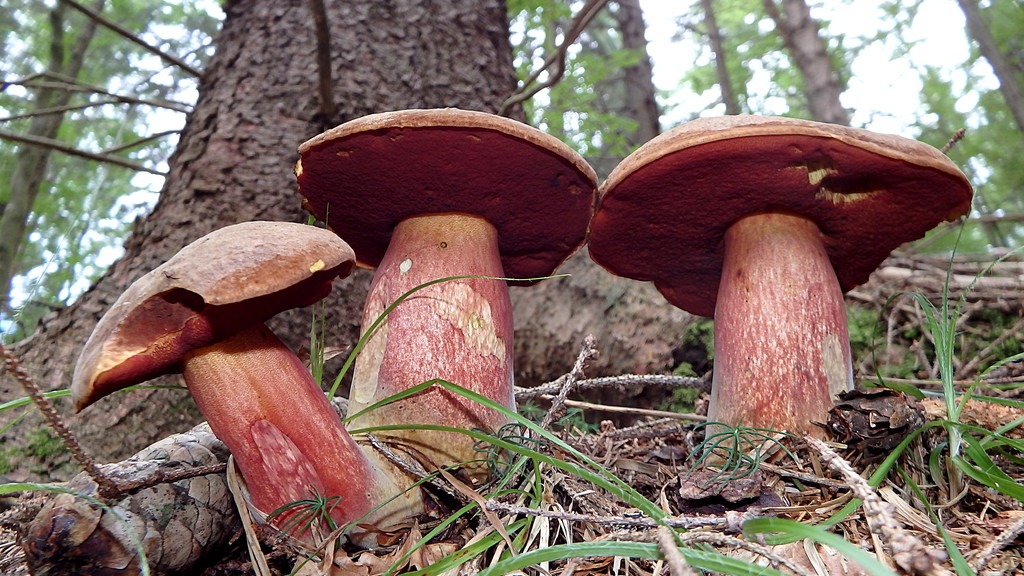 Mycology Recognition Collection: AI for Fungal Identification