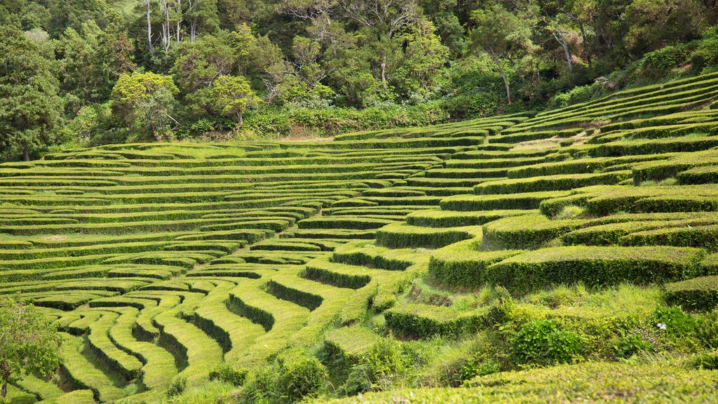 Rice Farming Collection Dataset for AI: Visual Insights into Rice ...