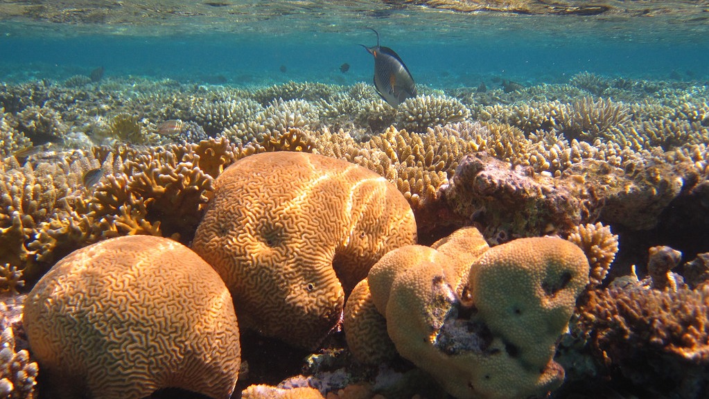 Vibrant Coral Reef Collection Dataset: Premium Underwater Imagery for AI