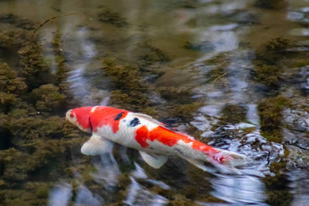 Explore Koi Fish: Traditional Wisdom and AI Innovations