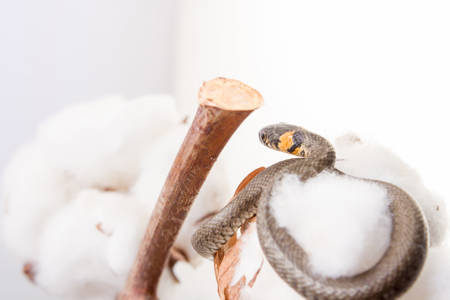 Discover the Enchanting Serpent Dataset Collection: Exploring Snakes