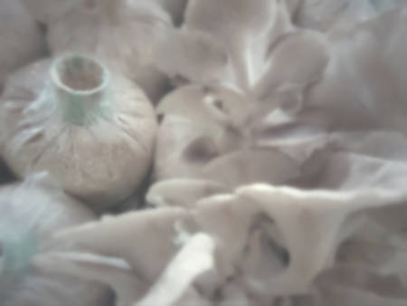 Mycology Recognition Collection: AI for Fungal Identification