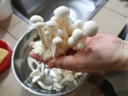 Mycology Recognition Collection: AI for Fungal Identification