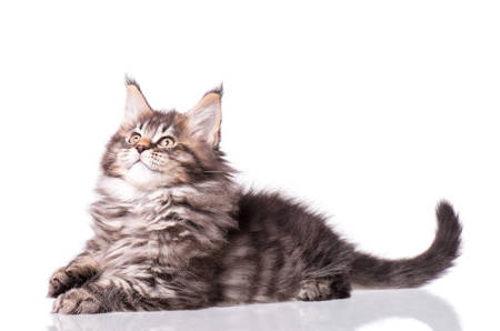 Diverse Cat Collection: High-Resolution Images for Cat Lovers