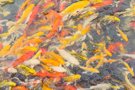 Explore Koi Fish: Traditional Wisdom and AI Innovations