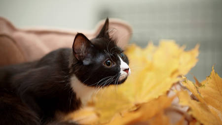 Diverse Cat Collection: High-Resolution Images for Cat Lovers