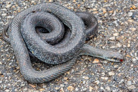 Discover the Enchanting Serpent Dataset Collection: Exploring Snakes