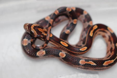 Discover the Enchanting Serpent Dataset Collection: Exploring Snakes