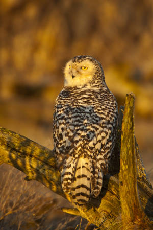 Birds in the Wild: Comprehensive Image Dataset for AI Training