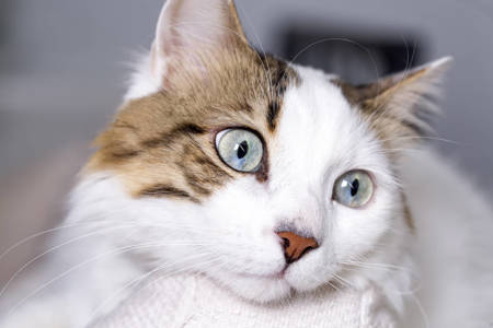 Diverse Cat Collection: High-Resolution Images for Cat Lovers