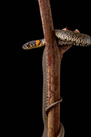 Discover the Enchanting Serpent Dataset Collection: Exploring Snakes