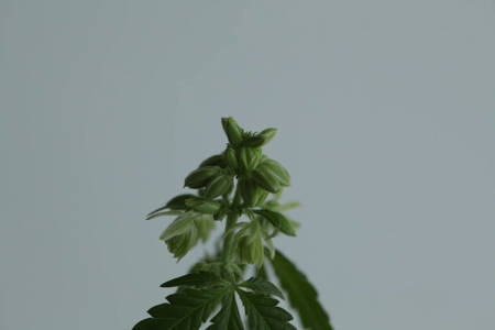 The World of Cannabis Dataset: A Comprehensive Resource for Cannabis ...