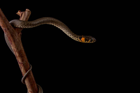 Discover the Enchanting Serpent Dataset Collection: Exploring Snakes