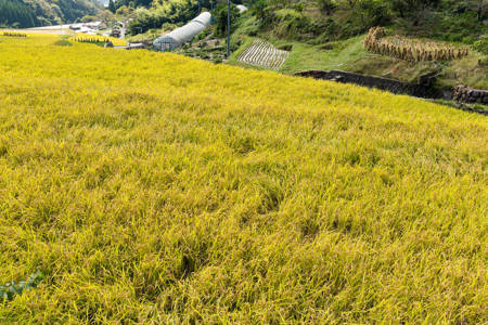 Rice Farming Collection Dataset for AI: Visual Insights into Rice ...