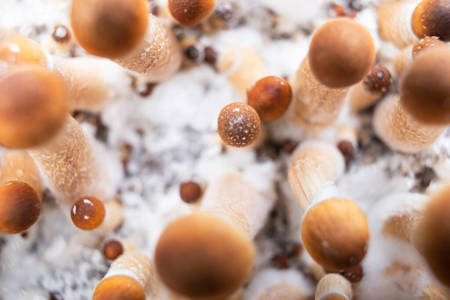 Mycology Recognition Collection: AI for Fungal Identification