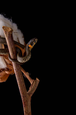 Discover the Enchanting Serpent Dataset Collection: Exploring Snakes