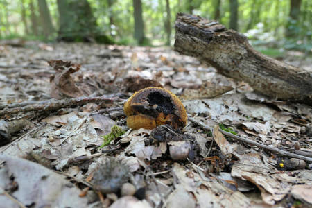 Mycology Recognition Collection: AI for Fungal Identification