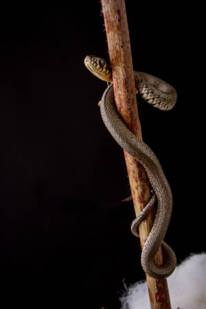 Discover the Enchanting Serpent Dataset Collection: Exploring Snakes