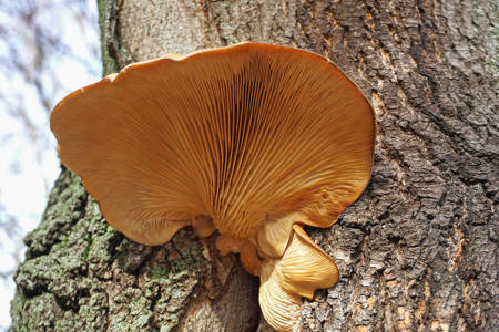 Mycology Recognition Collection: AI for Fungal Identification