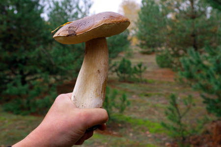 Mycology Recognition Collection: AI for Fungal Identification