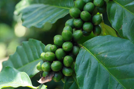 Coffee Around the World - Dataset Collection of Exquisite Images