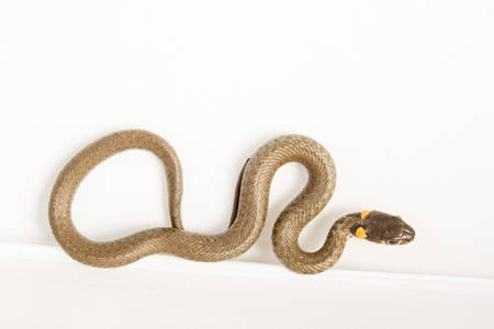 Discover the Enchanting Serpent Dataset Collection: Exploring Snakes