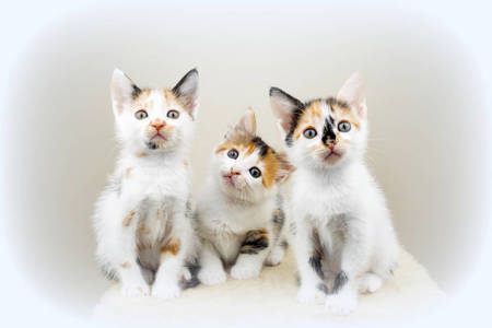 Diverse Cat Collection: High-Resolution Images for Cat Lovers