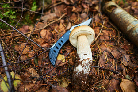 Mycology Recognition Collection: AI for Fungal Identification