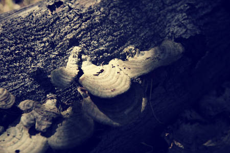 Mycology Recognition Collection: AI for Fungal Identification