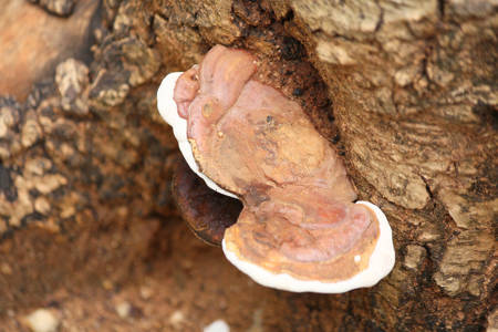 Mycology Recognition Collection: AI for Fungal Identification