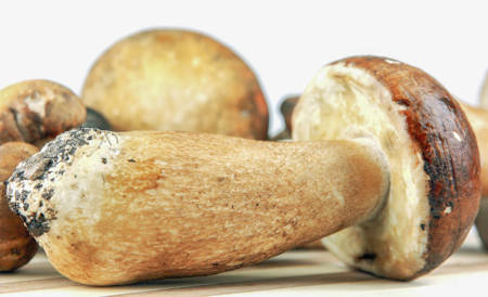 Mycology Recognition Collection: AI for Fungal Identification