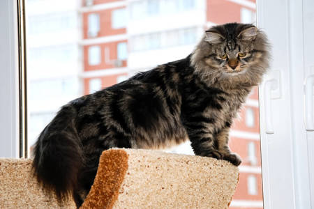 Diverse Cat Collection: High-Resolution Images for Cat Lovers