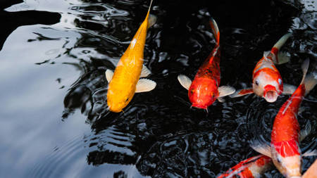 Explore Koi Fish: Traditional Wisdom and AI Innovations