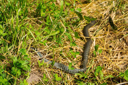 Discover the Enchanting Serpent Dataset Collection: Exploring Snakes