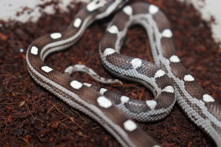 Discover the Enchanting Serpent Dataset Collection: Exploring Snakes