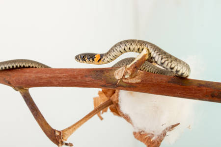 Discover the Enchanting Serpent Dataset Collection: Exploring Snakes