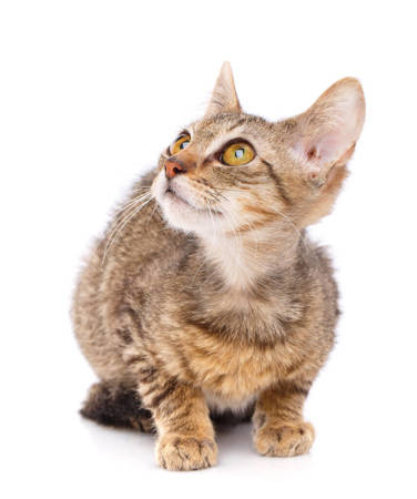 Diverse Cat Collection: High-Resolution Images for Cat Lovers